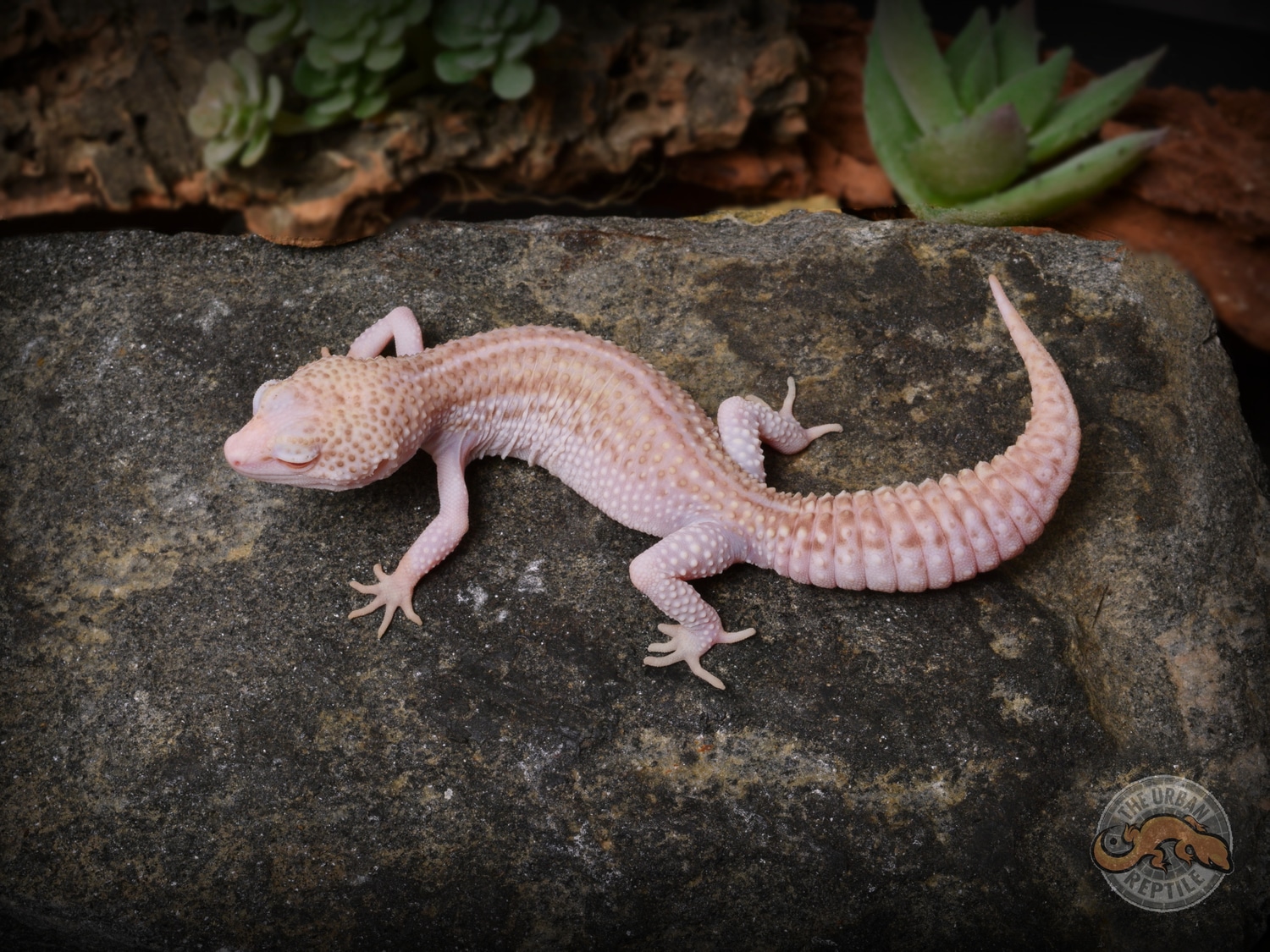 Super RADAR Leopard Gecko by The Urban Reptile - MorphMarket