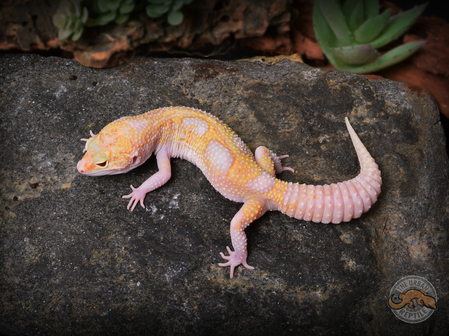 White & Yellow Goblin Jungle Leopard Gecko by The Urban Reptile ...
