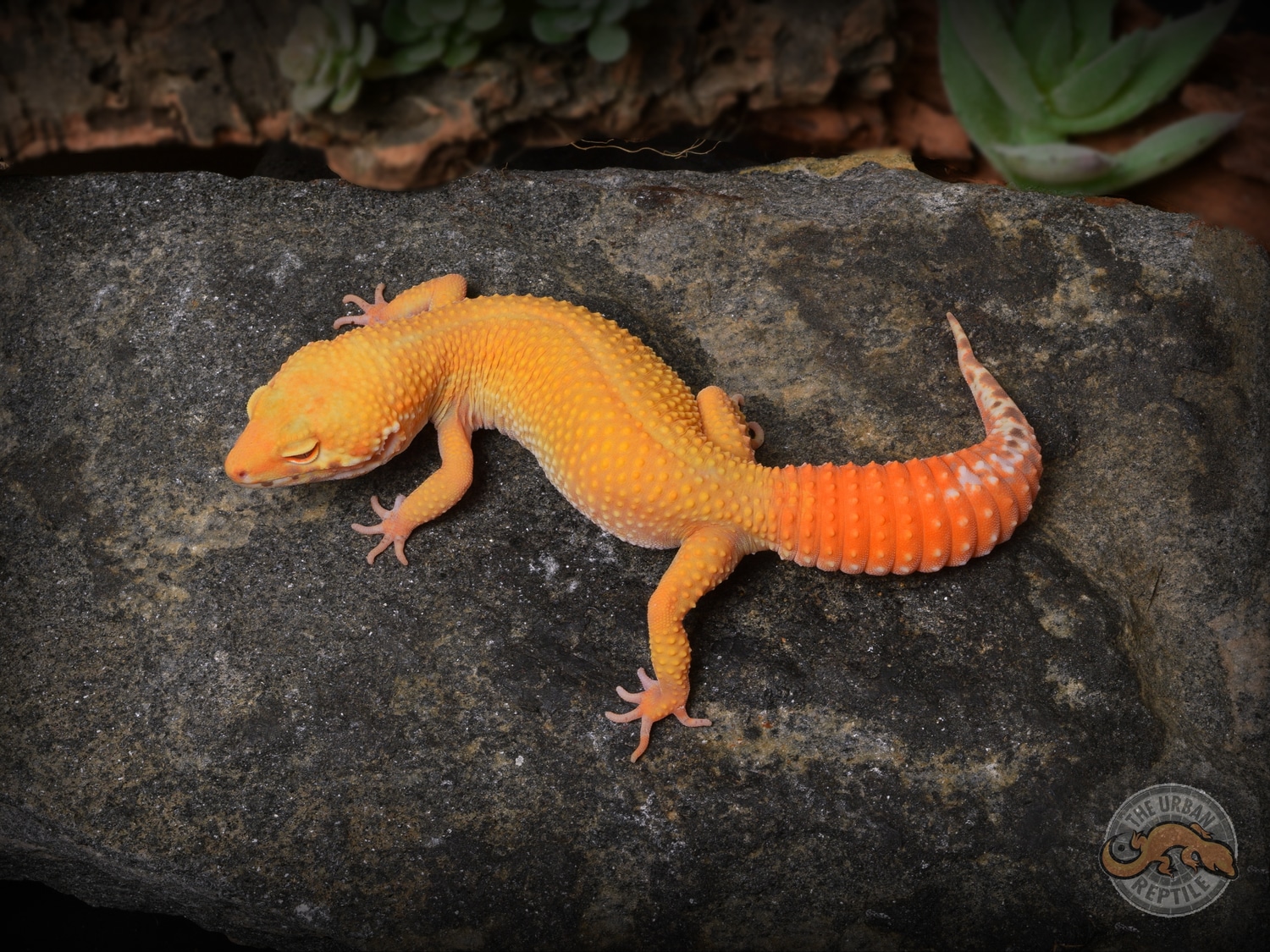 Bell Sunglow Leopard Gecko by The Urban Reptile - MorphMarket