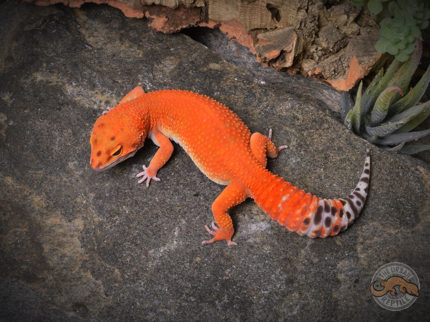 Blood Tangerine Leopard Gecko by The Urban Reptile - MorphMarket