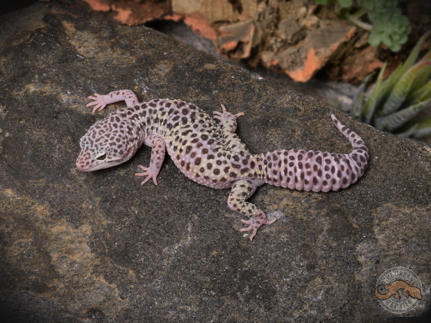 TUG Snow Leopard Gecko by The Urban Reptile - MorphMarket