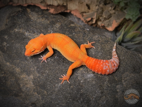 Blood Bell Sunglow Leopard Gecko by The Urban Reptile