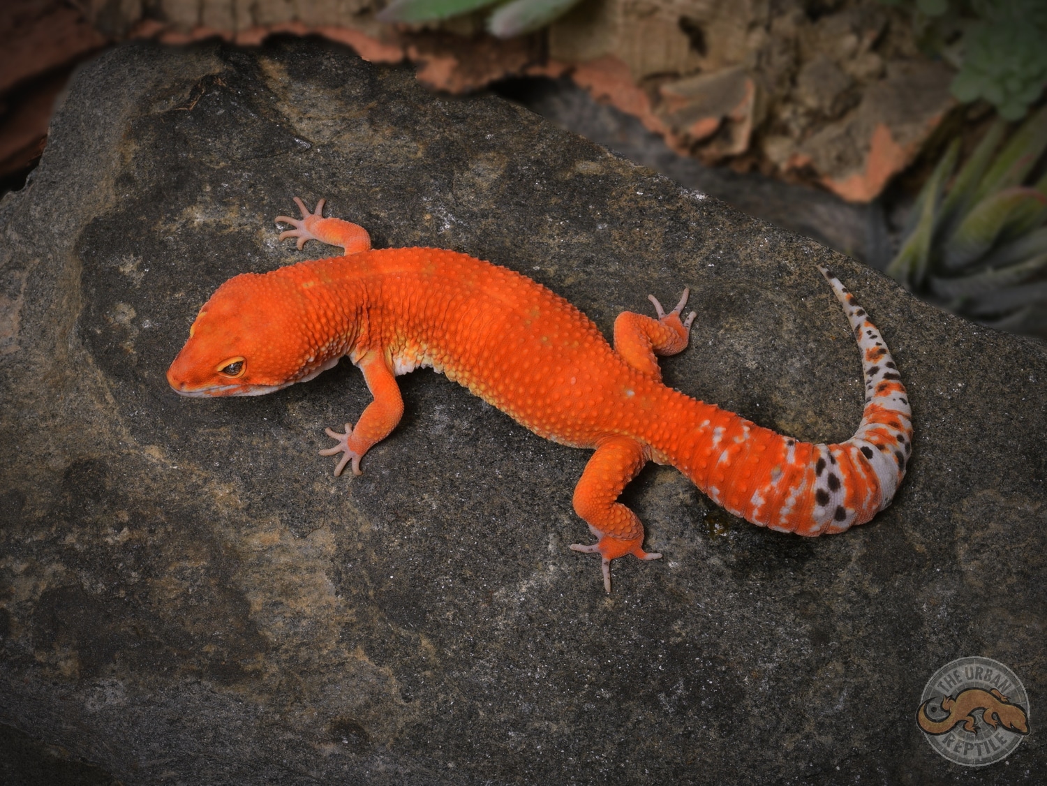 Mandarin Tangerine Leopard Gecko by The Urban Reptile - MorphMarket