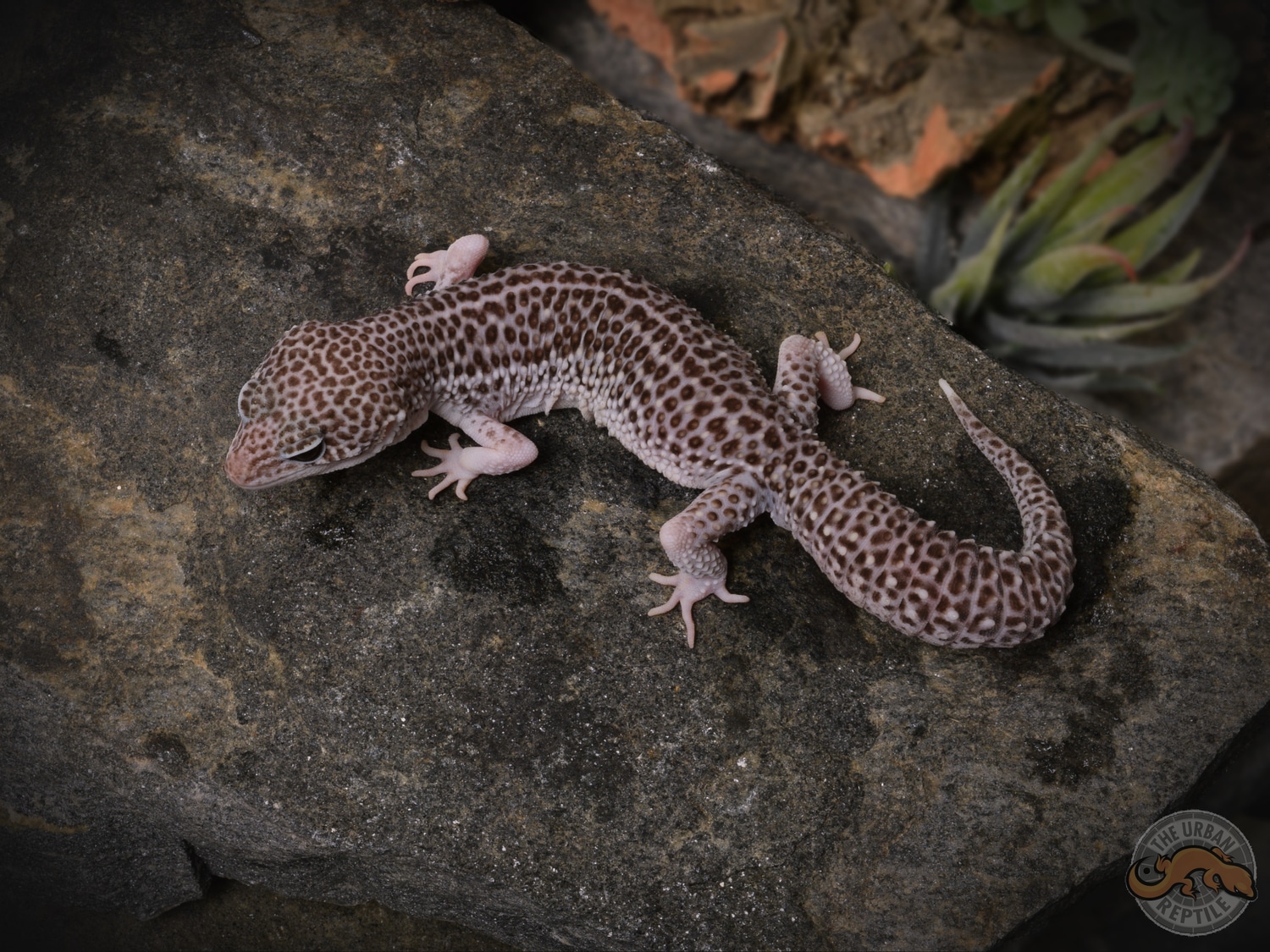 Total Eclipse Leopard Gecko by The Urban Reptile - MorphMarket