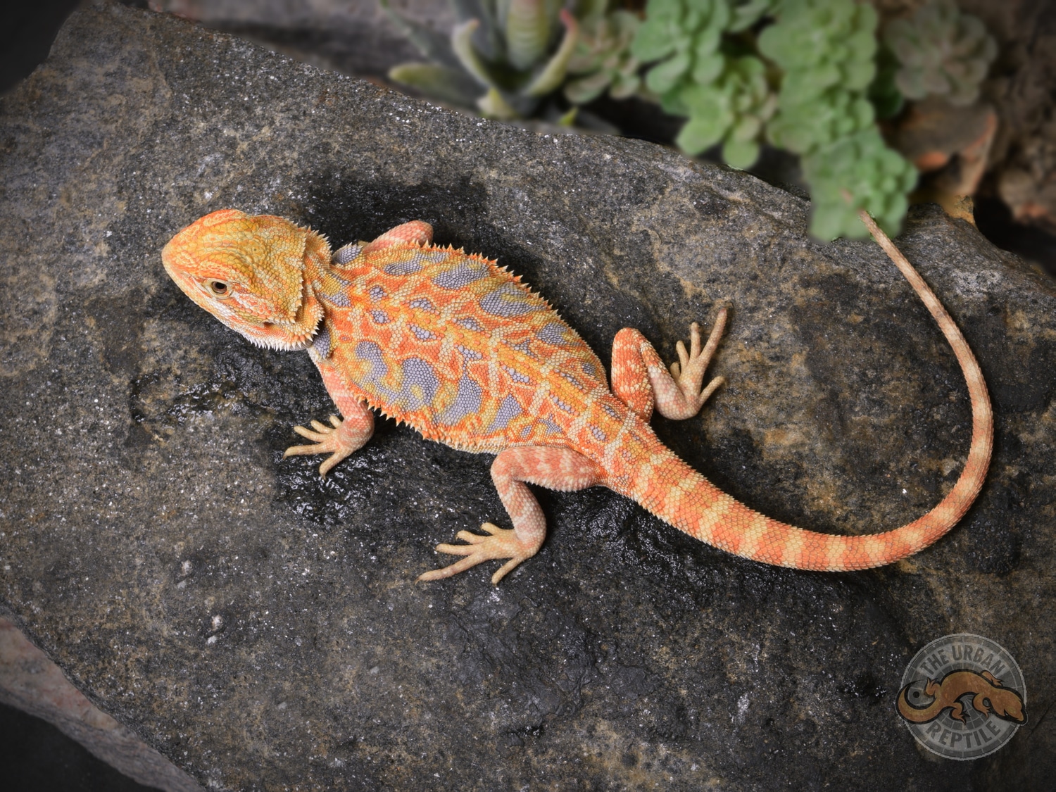 Citrus Hypo Blue Bar Tiger Leather Back Central Bearded Dragon by The ...