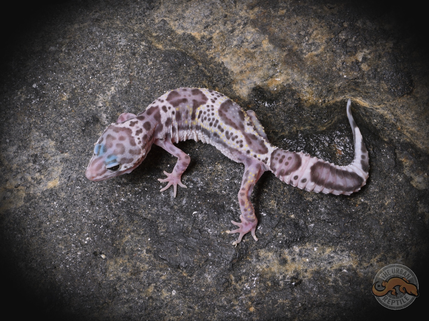 TUG Snow Leopard Gecko by The Urban Reptile - MorphMarket