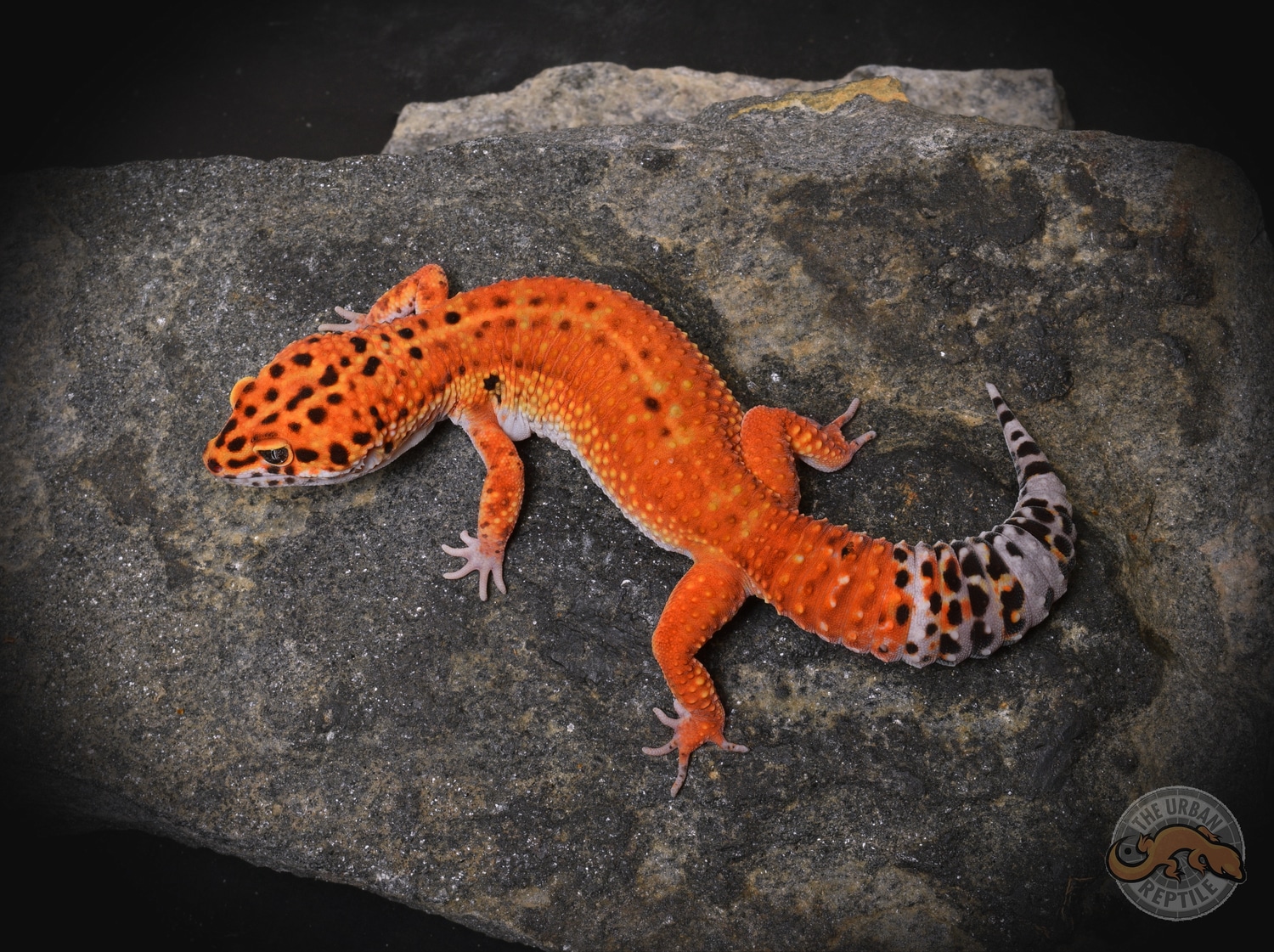 Blood Tangerine Leopard Gecko by The Urban Reptile - MorphMarket