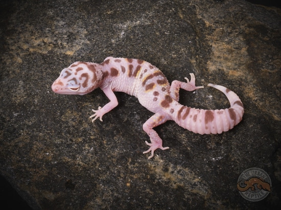 White & Yellow TUG Snow Bell Albino Leopard Gecko by The Urban Reptile