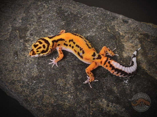 Mandarin Tangerine Zorro Bandit Leopard Gecko by The Urban Reptile