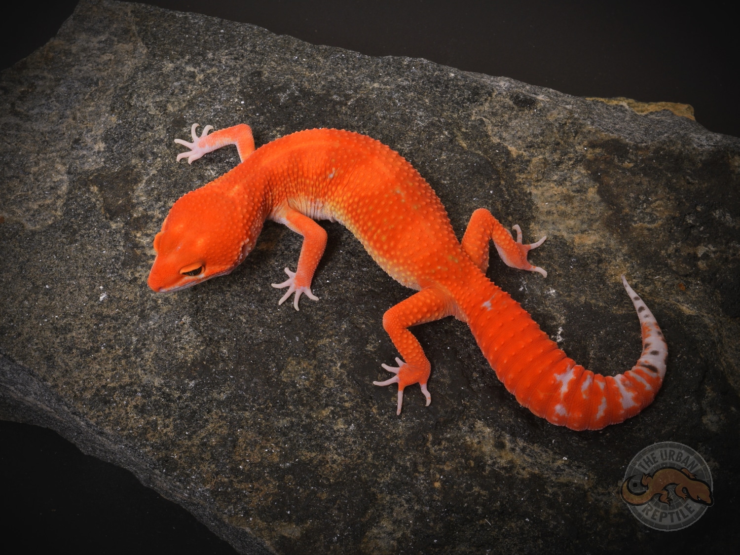 Tangerine Tornado Leopard Gecko by The Urban Reptile - MorphMarket
