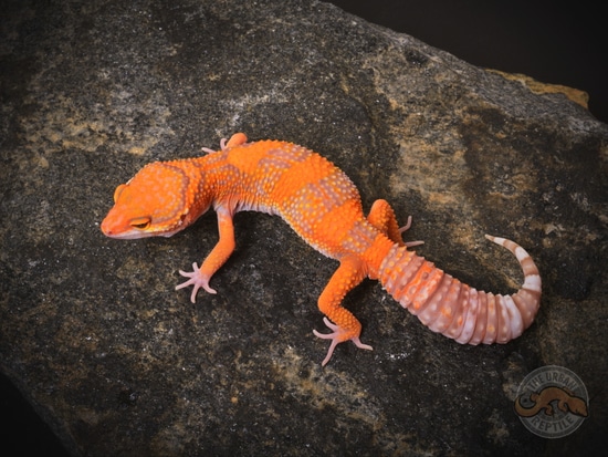 Firewater Leopard Gecko by The Urban Reptile