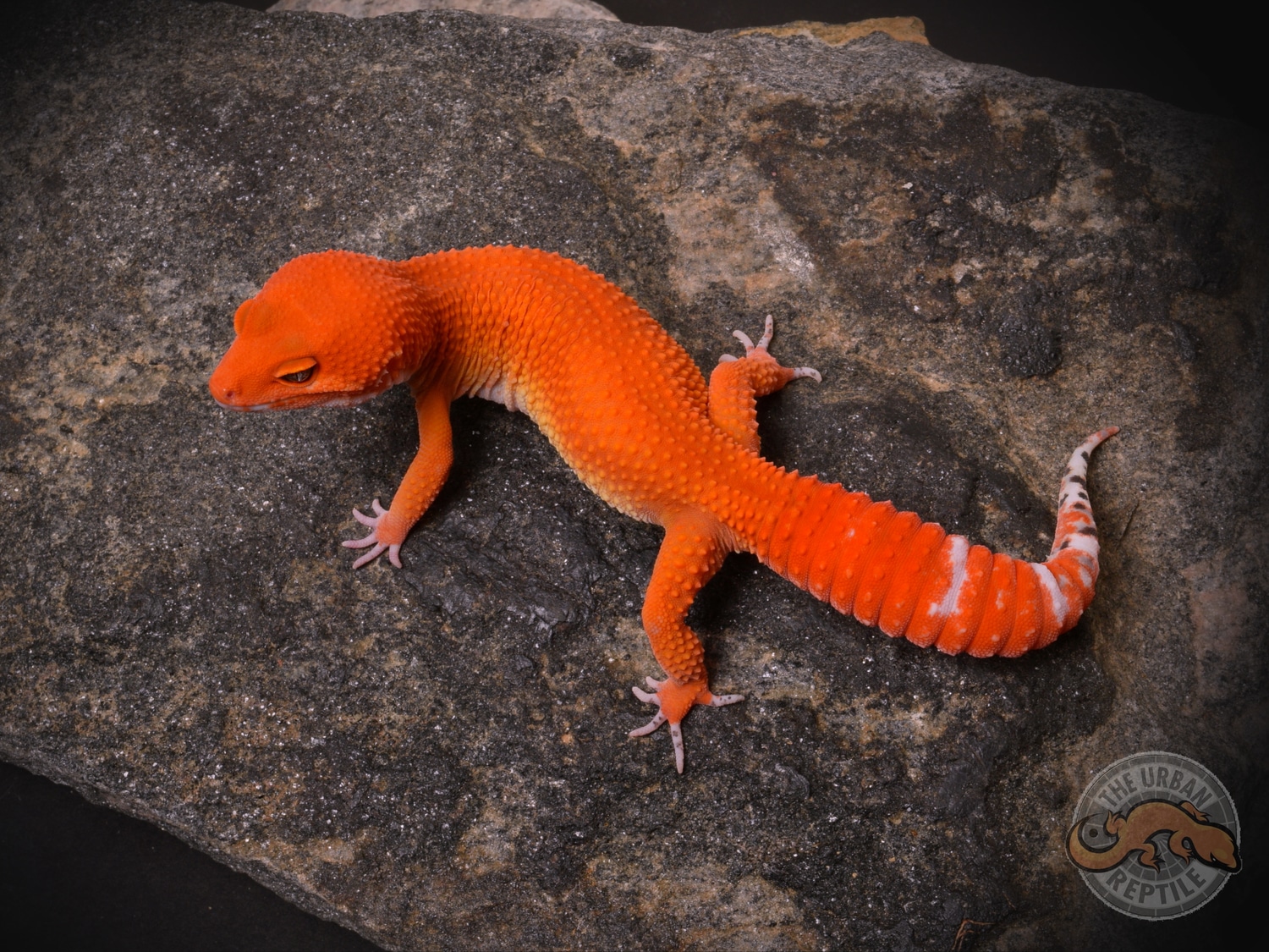 Tangerine Tornado Leopard Gecko by The Urban Reptile - MorphMarket