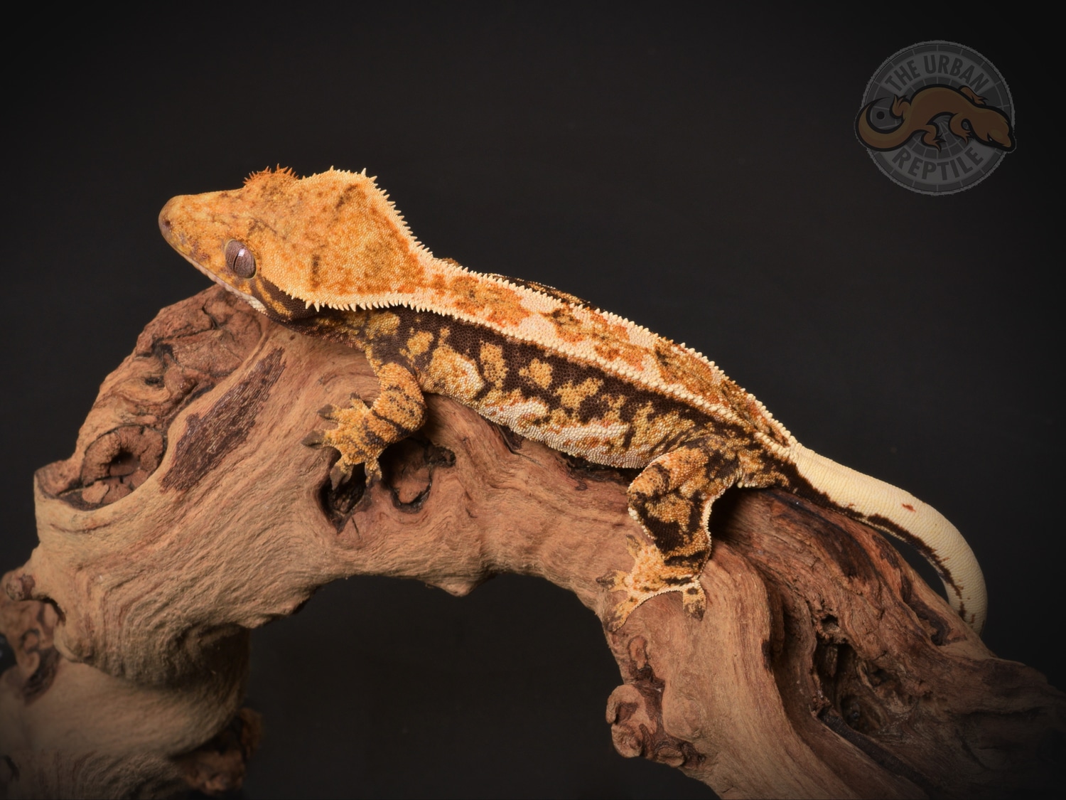 TriColor Extreme Harlequin Pinstripe Crested Gecko by The Urban Reptile ...