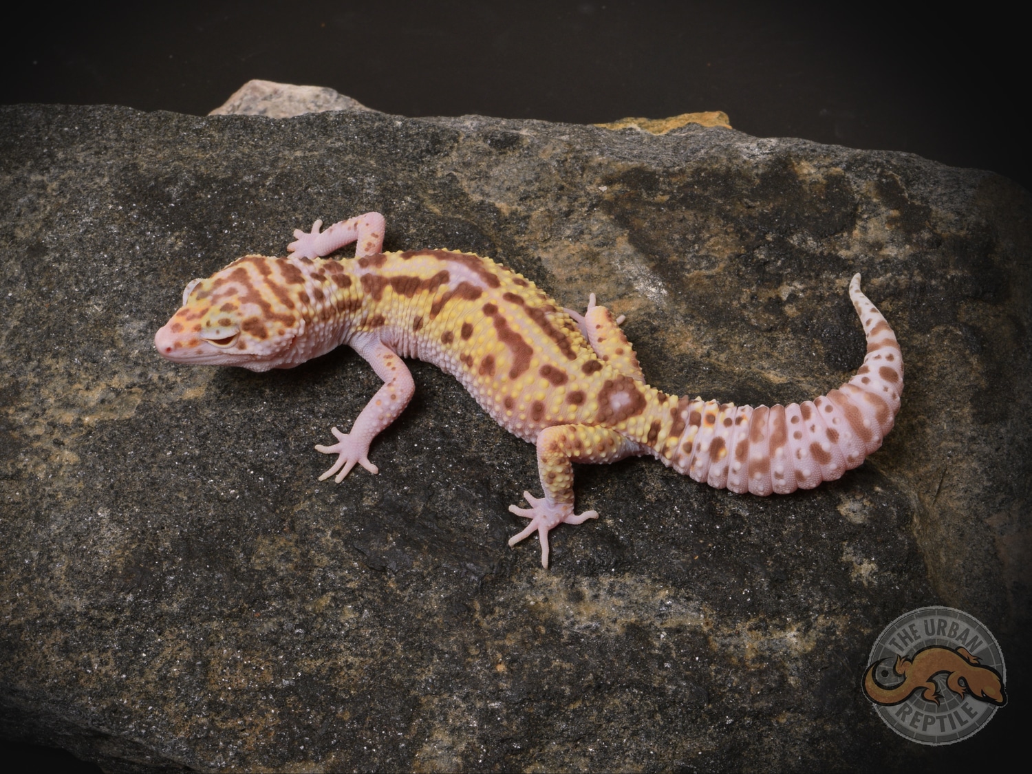 Mack Snow RADAR Leopard Gecko by The Urban Reptile - MorphMarket