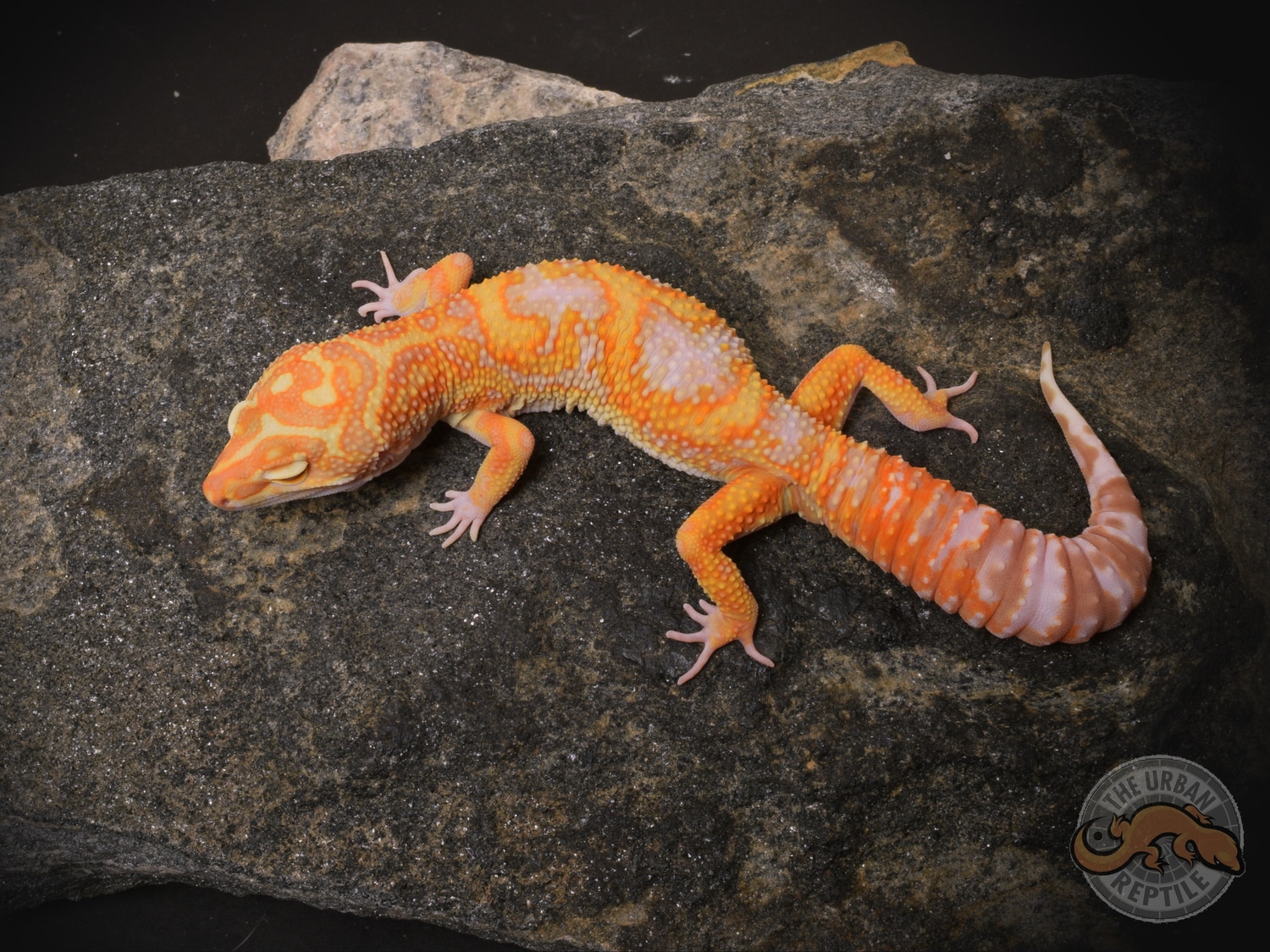 White & Yellow Tremper GIANT Jungle Leopard Gecko by The Urban Reptile ...