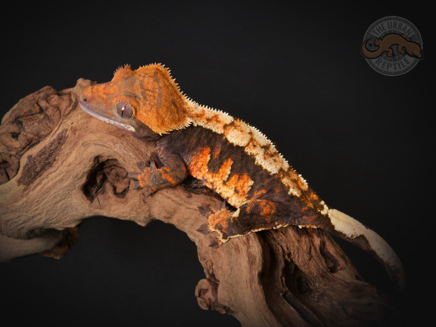 Black Extreme Harlequin Crested Gecko by The Urban Reptile - MorphMarket
