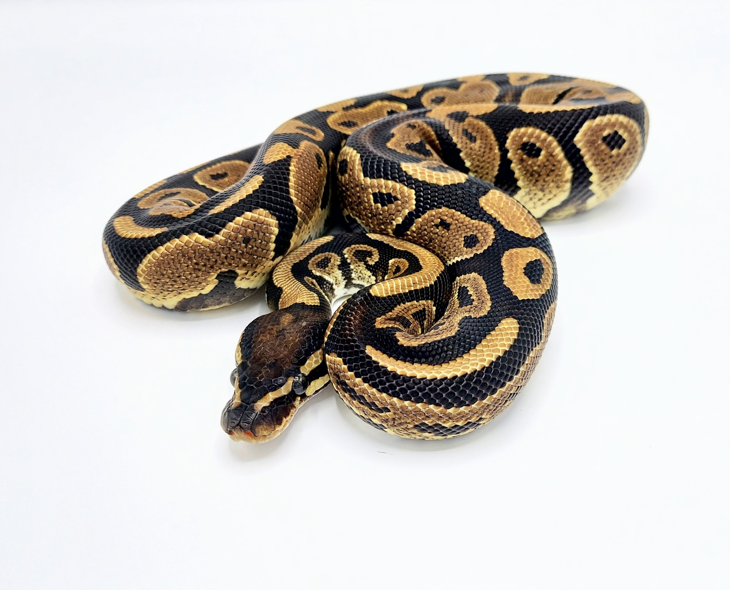 Mahogany Het Piebald Ball Python by The Vivarium - MorphMarket