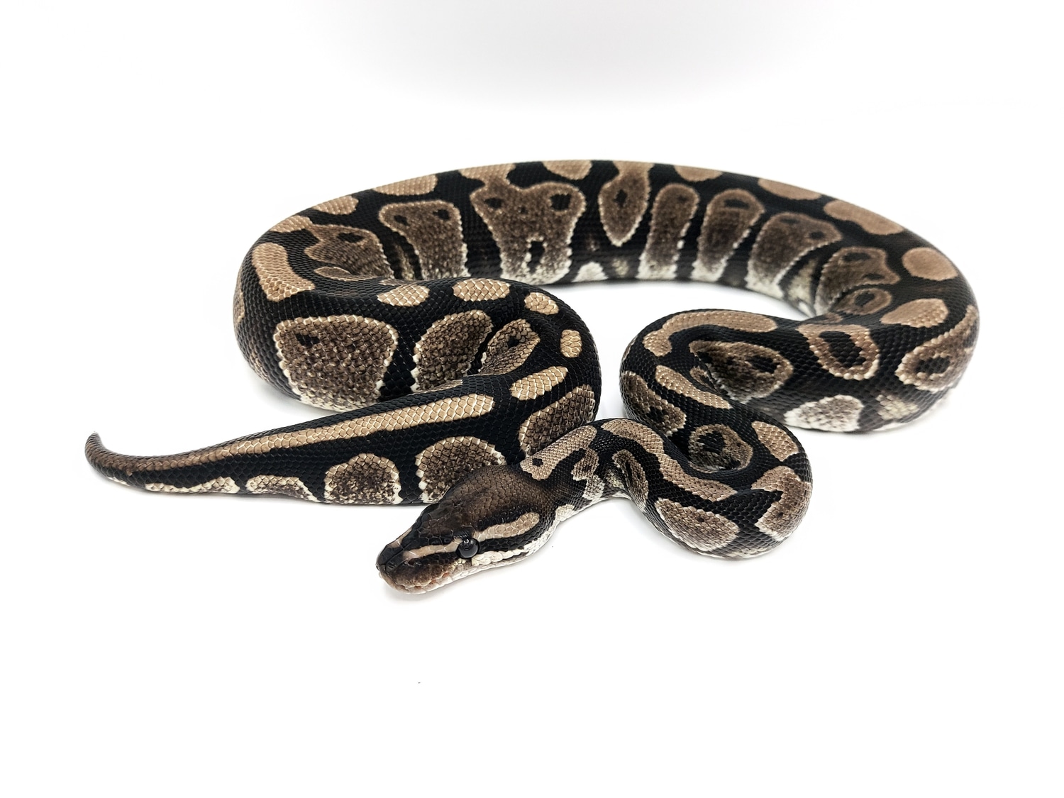 Nag - Black Axanthic Ball Python by The Vivarium - MorphMarket