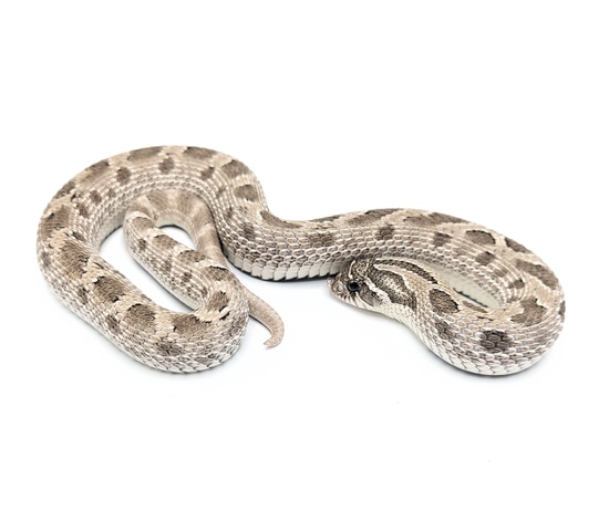 "Boba Tea" - Anaconda Arctic Axanthic Pos Het Albino Western Hognose by ...