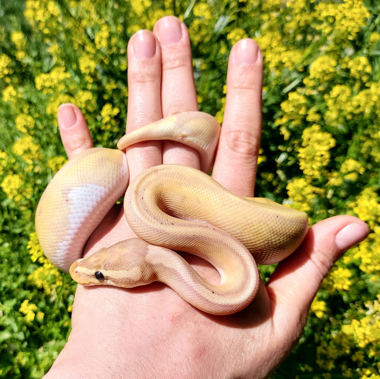 Uktena - Coral Glow Piebald Het Clown Ball Python by The Vivarium ...