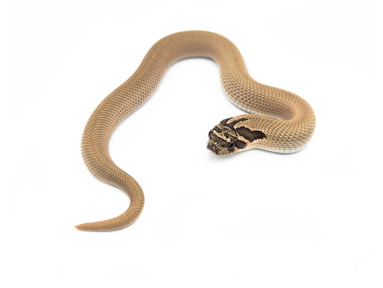 "Alpha" - Superconda Het Snow Western Hognose by The Vivarium
