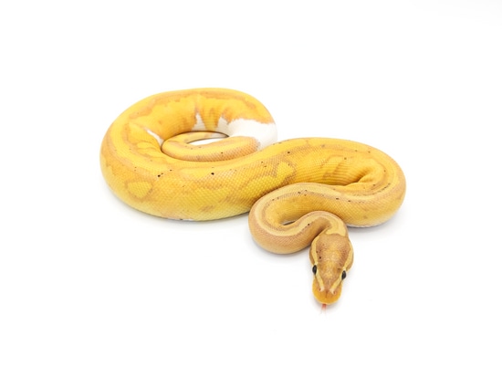 Uktena - Coral Glow Piebald Het Clown Ball Python by The Vivarium