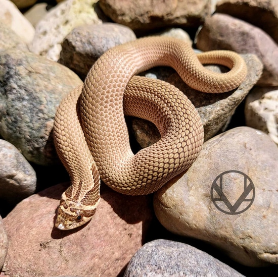 "Alpha" - Superconda Het Snow Western Hognose by The Vivarium