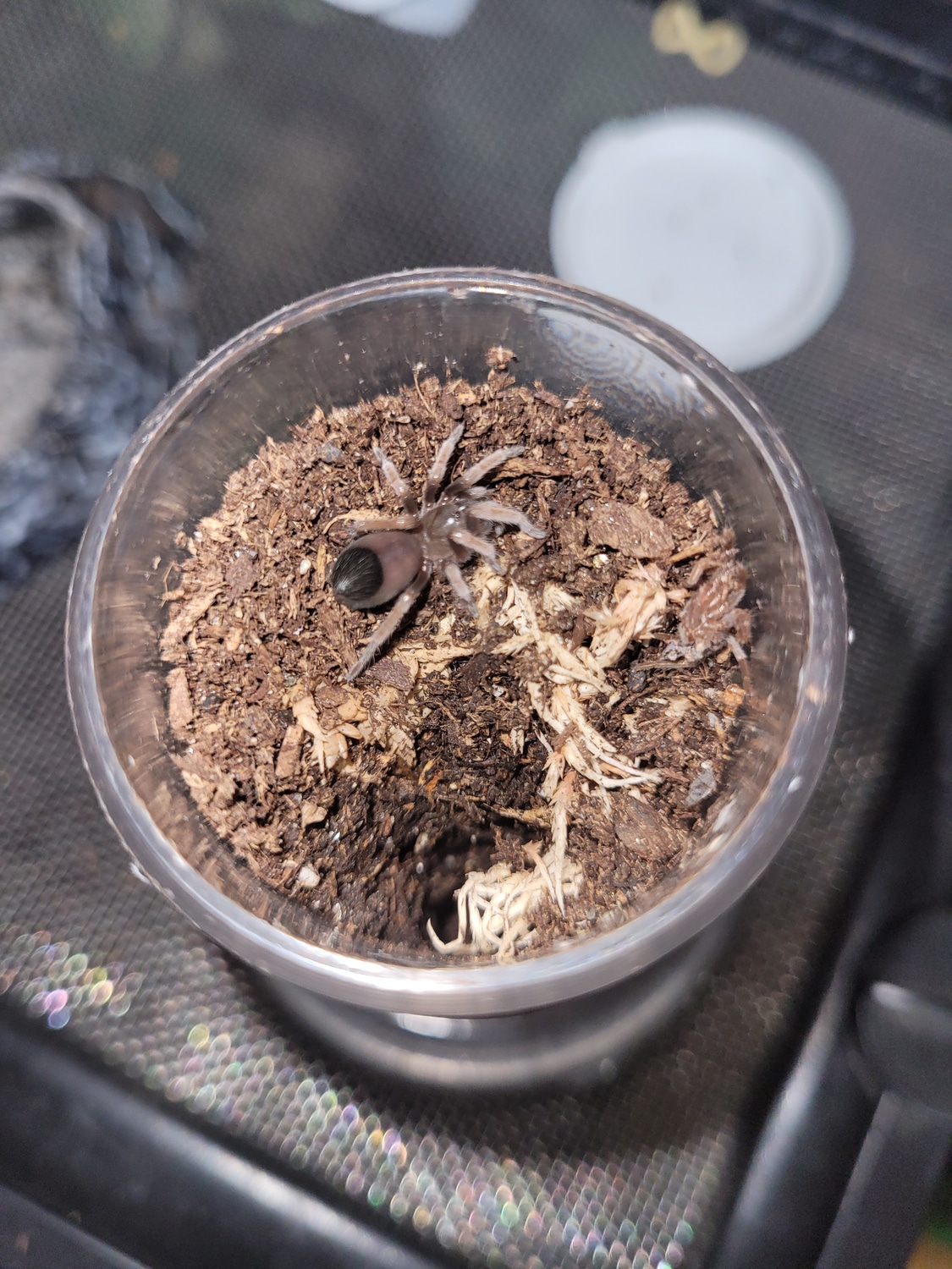 Aphonopelma Bicoloratum (Mexican Blood-leg ) Tarantula by The Zoo ...