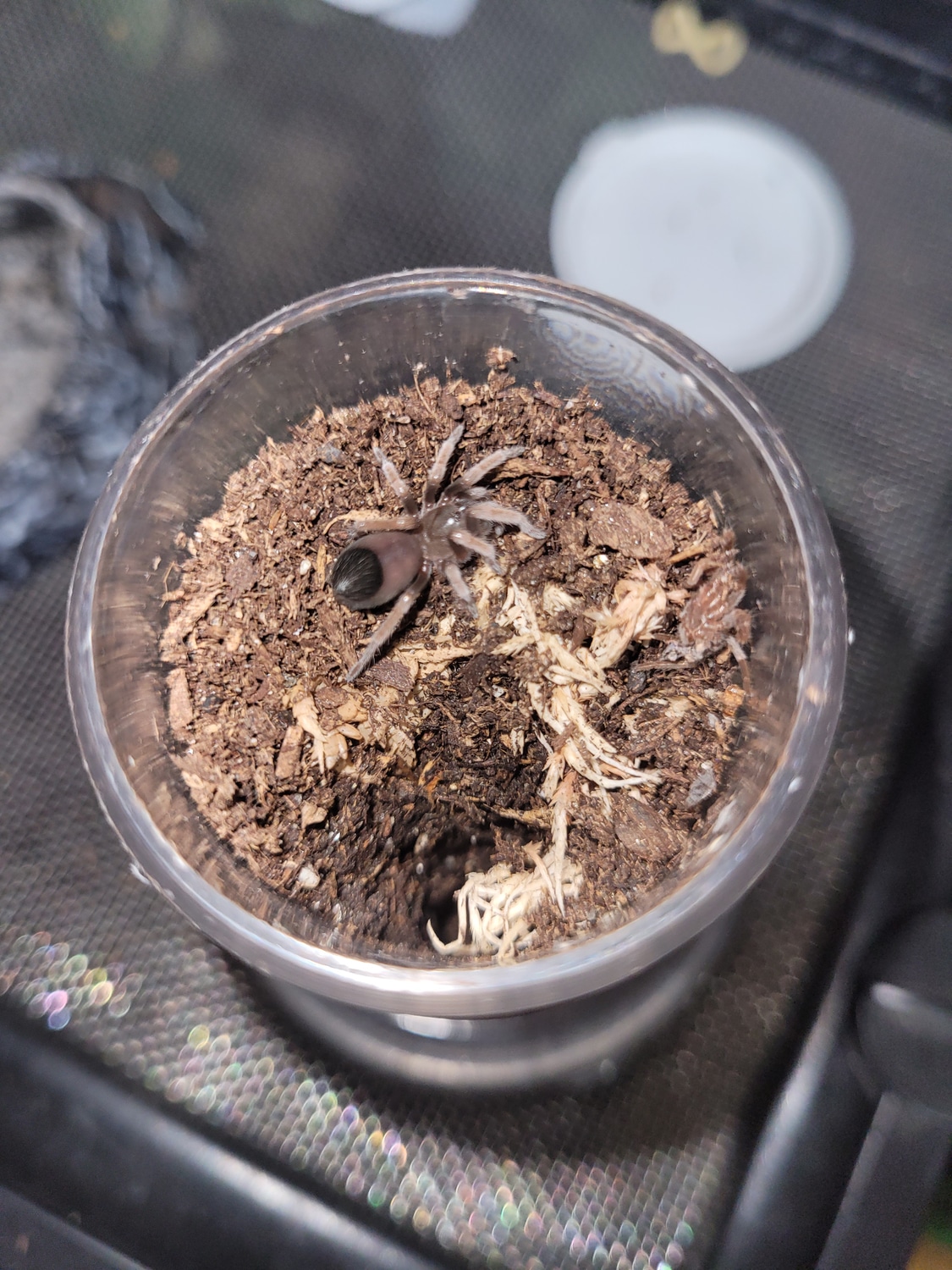 Aphonopelma Bicoloratum (Mexican Blood-leg ) Tarantula by The Zoo ...