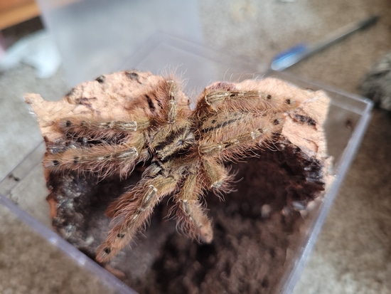 Stromatopelma Calceatum (Feather-leg Baboon Tarantula) by The Zoo Exotics