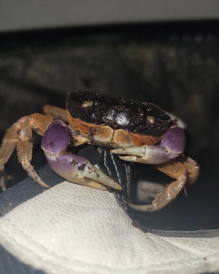 Gecarcinus Quadratus (Halloween Moon Crab) More Invertebrate by The Zoo ...