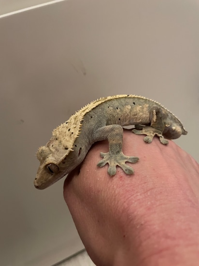 Adult Male Duo Proven Breeders Crested Gecko by The Zoo Lot