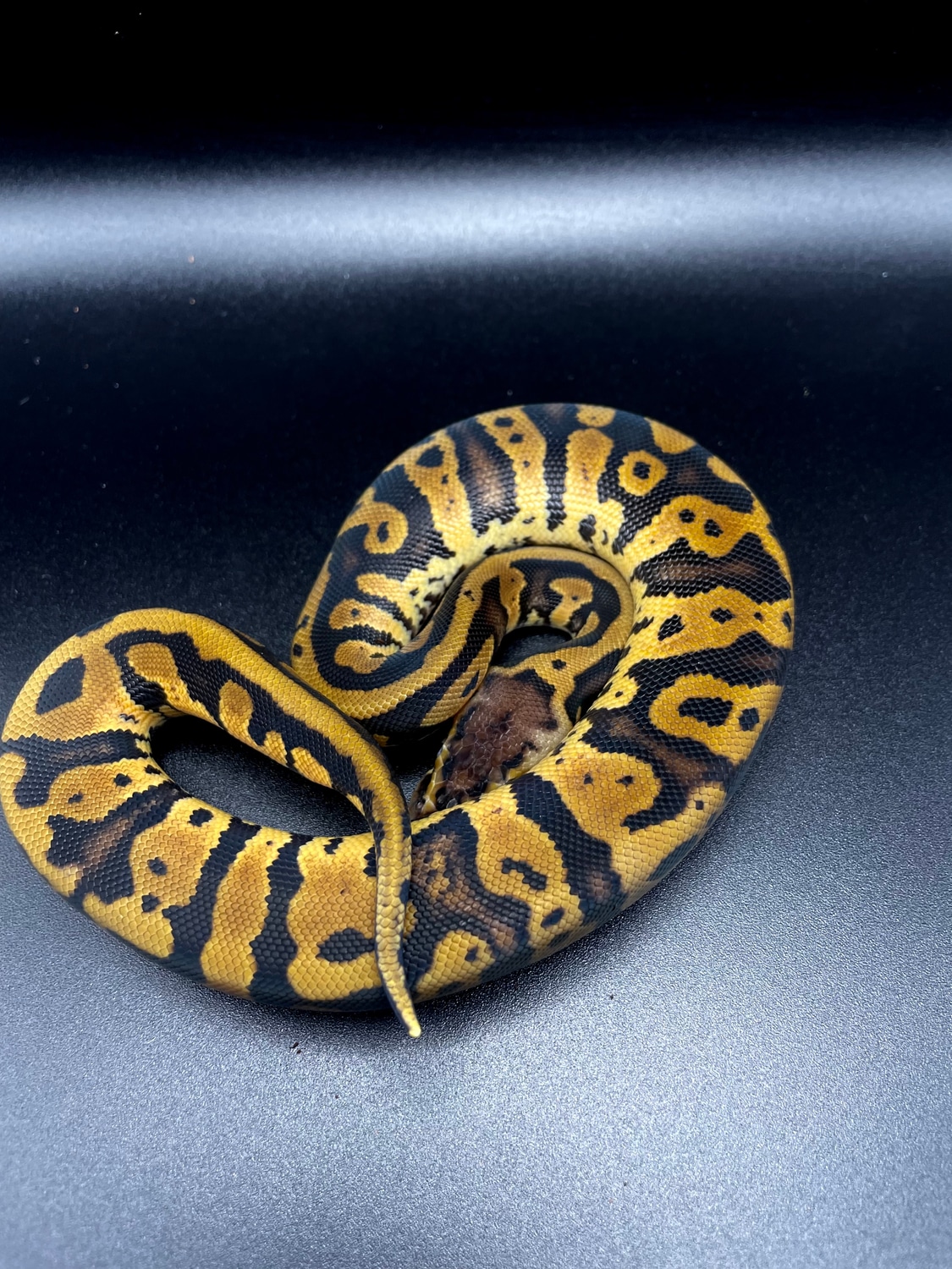 Pastel Acid Ball Python by The Het Maker - MorphMarket