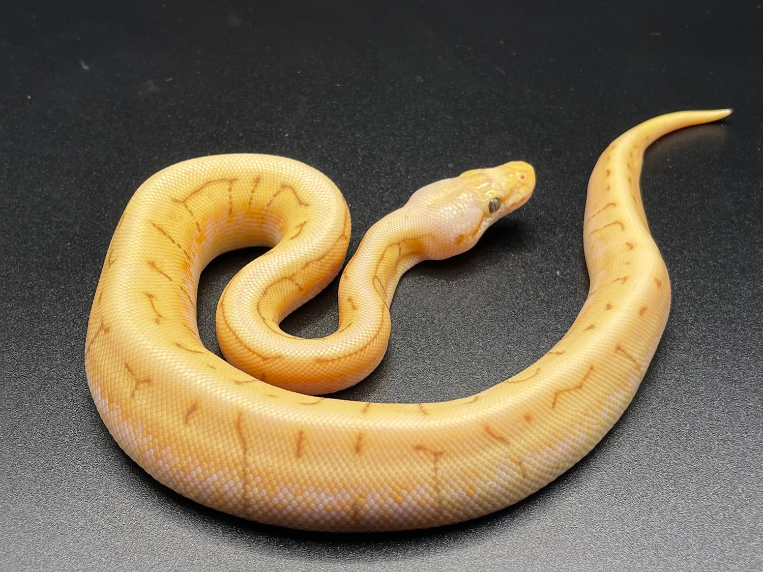 Free Shipping Ultramel Spinner Ball Python by The Het Maker - MorphMarket