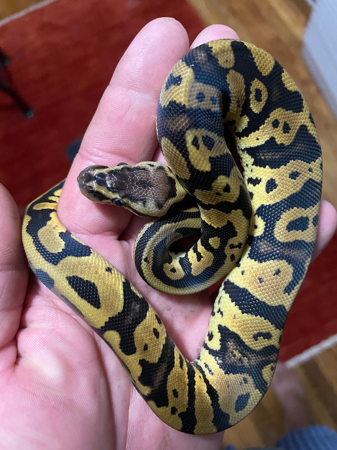 FREE SHIPPING Pastel ACID. Ball Python by The Het Maker - MorphMarket