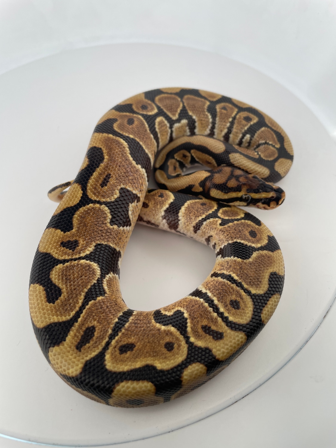 Spotnose Het Clown Ball Python by The Het Maker - MorphMarket