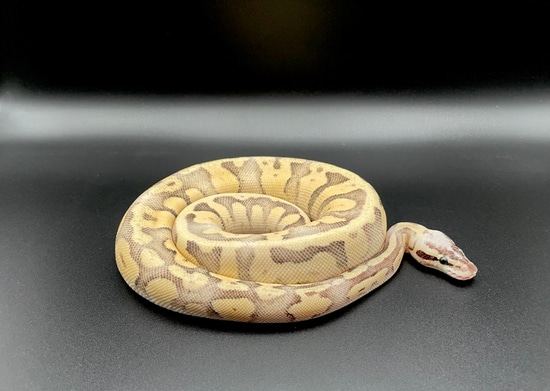 🔥Superfly Acid Ball Python by The Het Maker