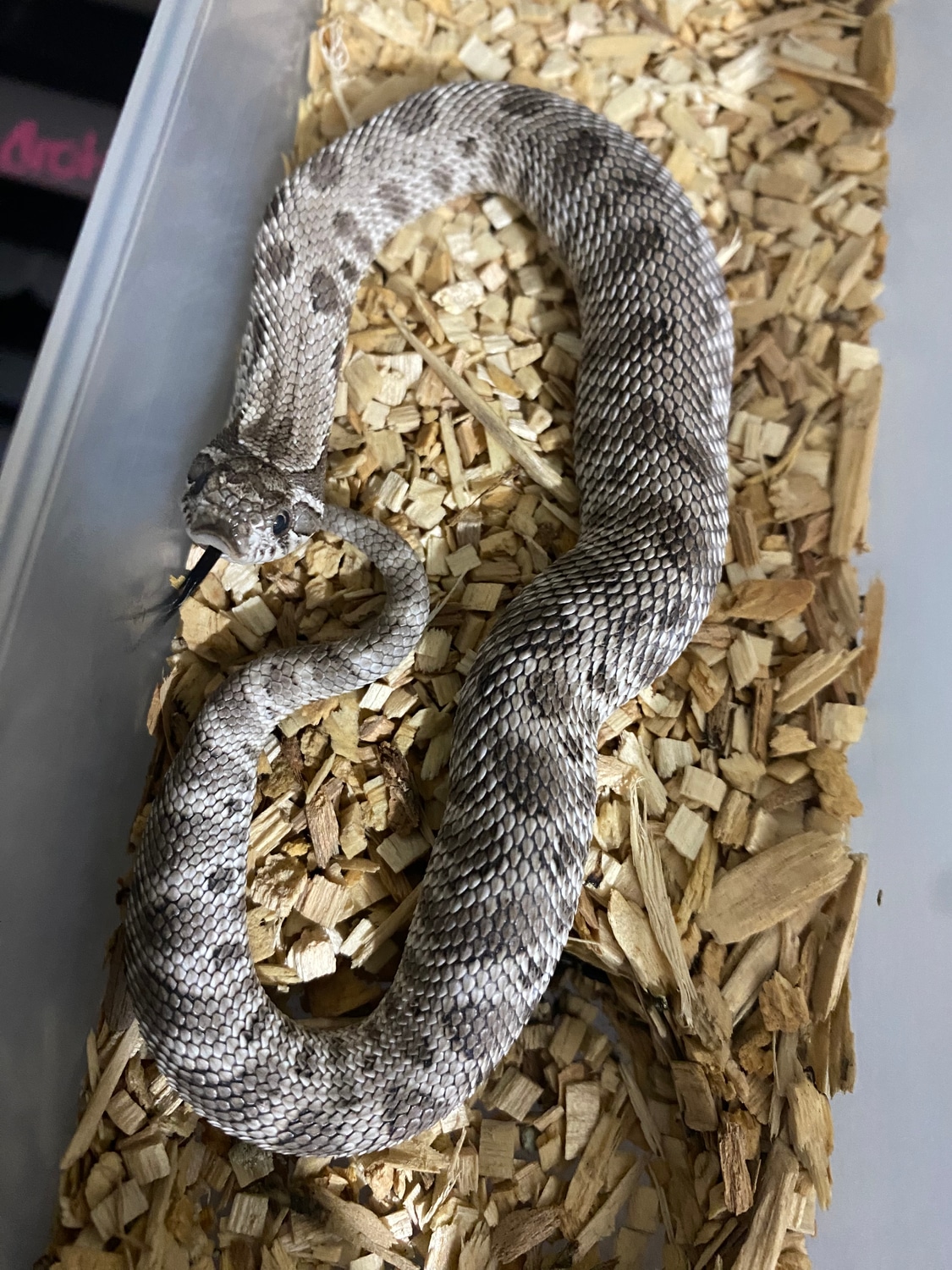 Axanthic Anaconda Het Albino Het Toffee Belly Western Hognose by Thick ...