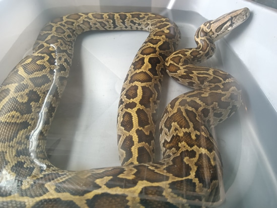6ft Burmese Python by Python