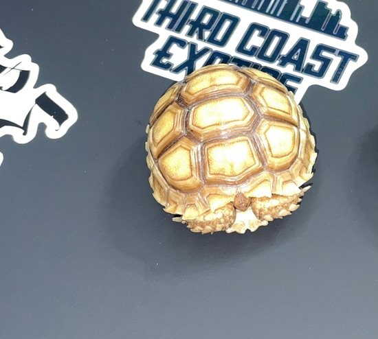 Baby Sulcata Sulcata Tortoise by Third Coast Exotics