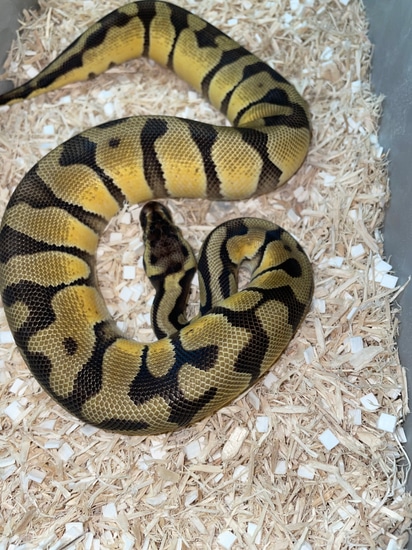 Pastel Enchi DH DG/Hypo Ball Python by Third Coast Exotics