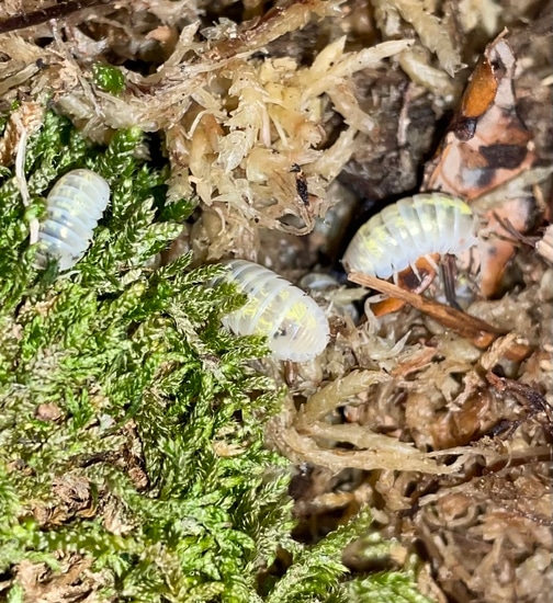 Armadillidium Vulgare Magic Potion Isopod by Third Coast Exotics