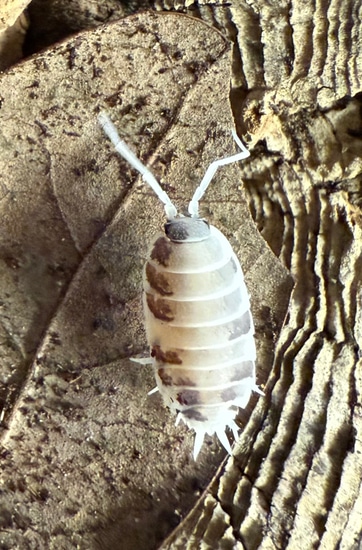 🔥 30ct Each 🔥 ISOPODS *starter Bundle* Isopod by Third Coast Exotics