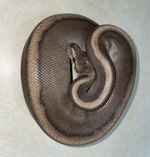 Pixel Red Stripe Genetic Stripe Ball Python by Third Coast Exotics