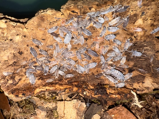 “Oreo Crumbles” Porcellionides Pruinosus Isopod by Third Coast Exotics