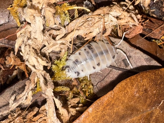 🔥 50+ 🔥 Dairy Cows” Porcellio Laevis Isopod by Third Coast Exotics