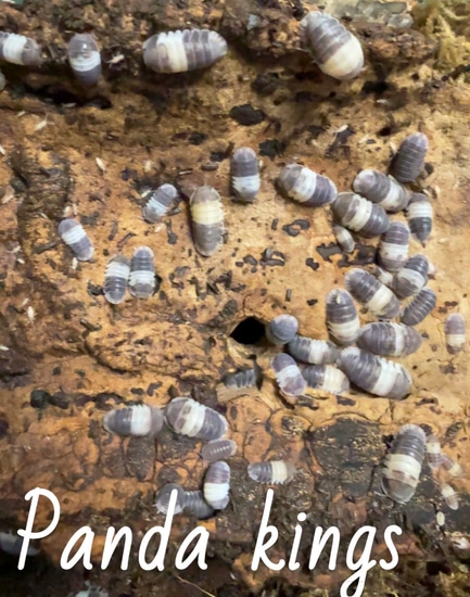 Cubaris Sp. Panda Kings Isopod by Third Coast Exotics