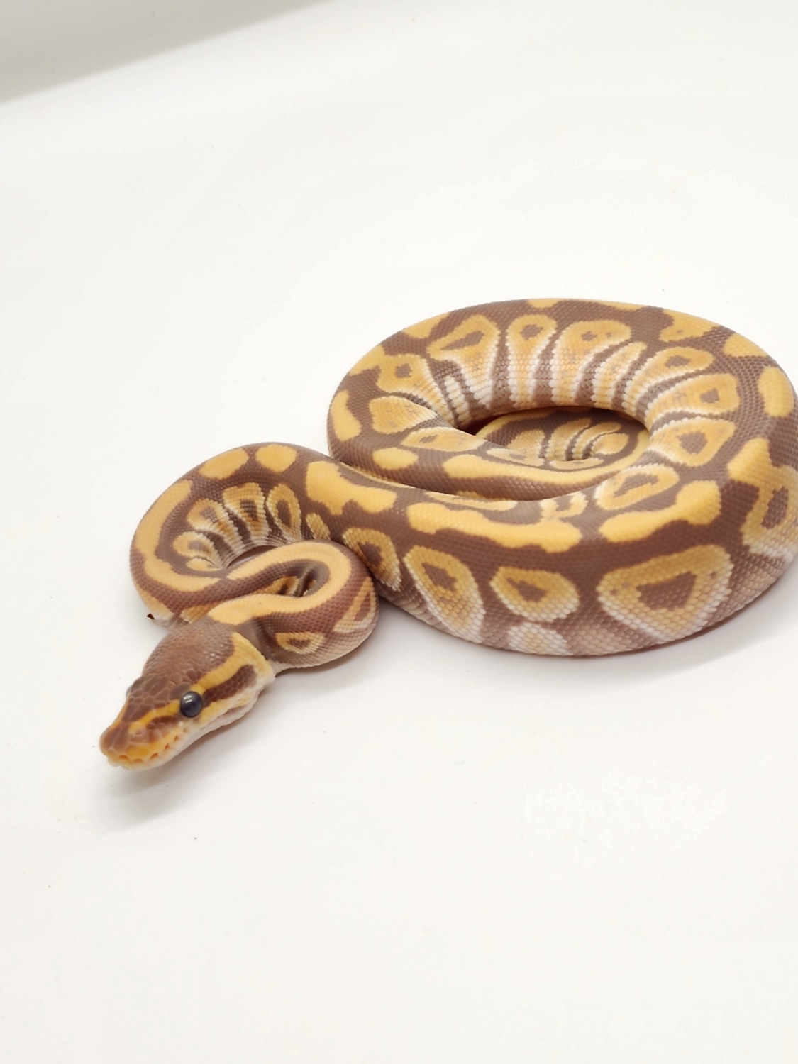 Mystic Ultramel Ball Python by Third Eye Pythons - MorphMarket