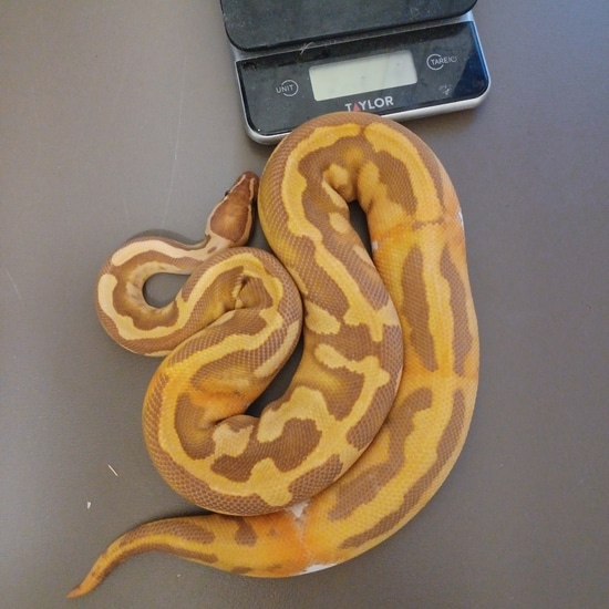 Ultramel Pied Ball Python by Third Eye Pythons