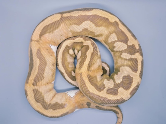 Ultramel Pied Ball Python by Third Eye Pythons